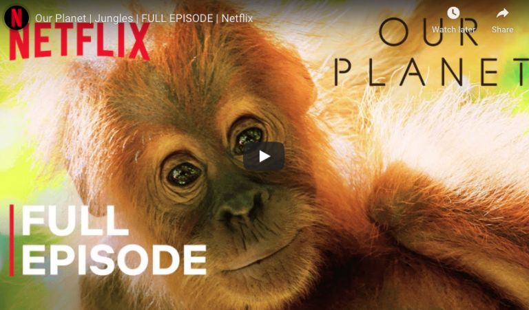 Our Planet | Jungles | Netflix - BUKUSEKOLAH.ID